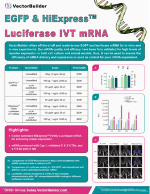 HiExpress™ Luciferase IVT saRNA | 벡터빌더